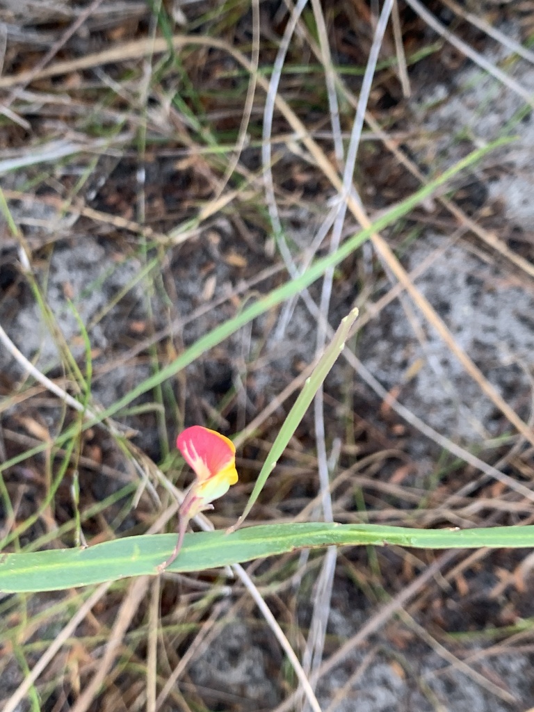 Sword Bossiaea from Coffs Harbour, NSW, AU on November 26, 2023 at 05: ...