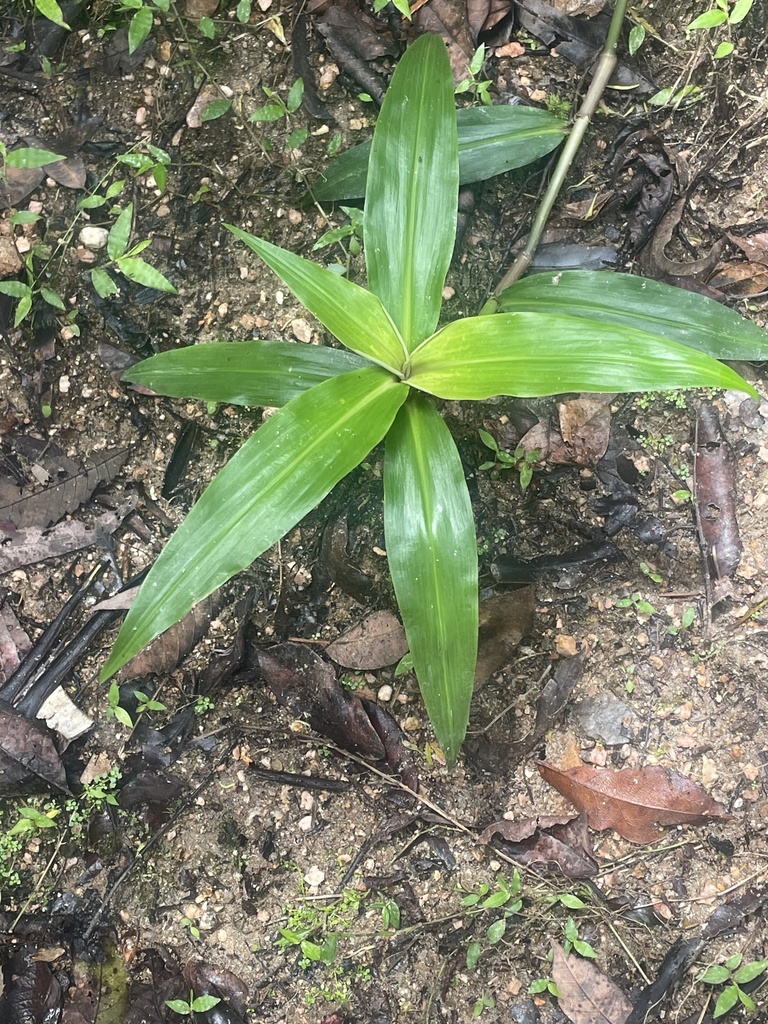 monocots from Ewingar State Forest, Rocky River, NSW, AU on November 26 ...