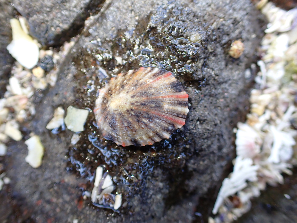 Variegated limpet from New South Wales, Australia on November 26, 2023 ...
