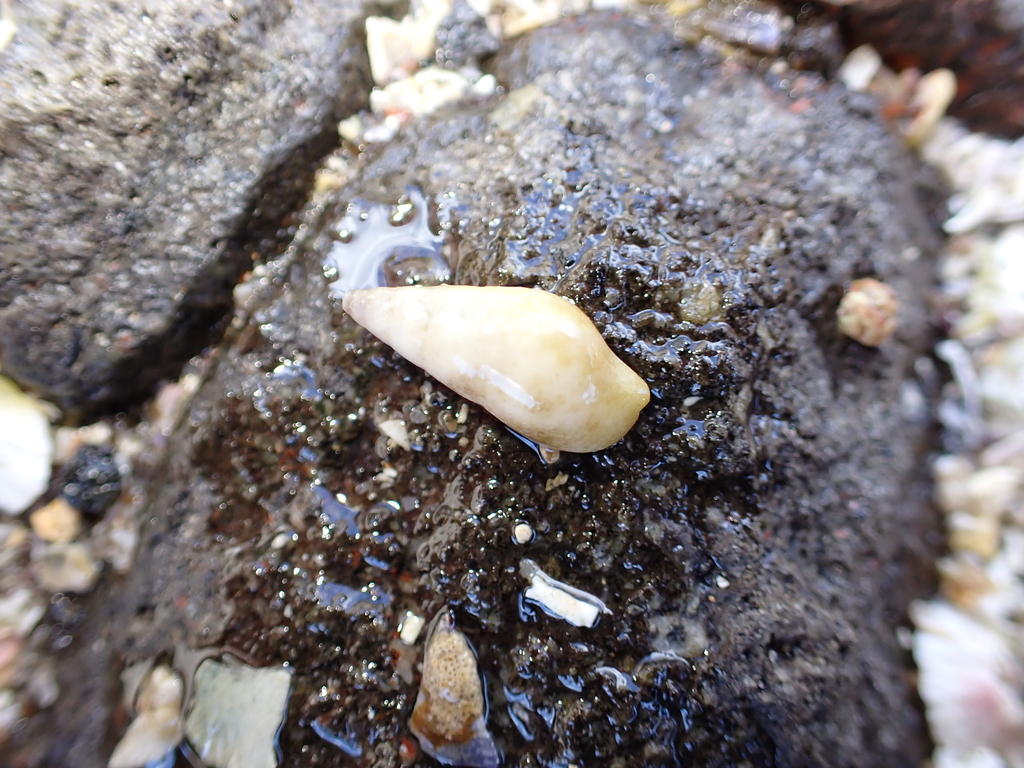 yellow-coated clusterwink from New South Wales, Australia on November ...