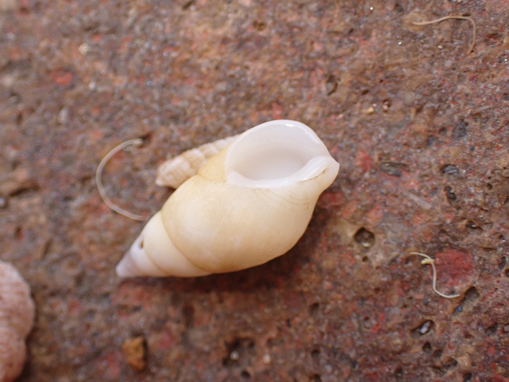 yellow-coated clusterwink from New South Wales, Australia on November ...