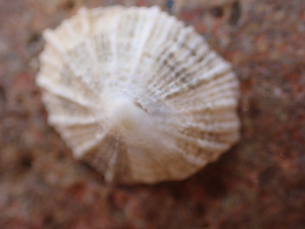 Cap-shaped False Limpet from New South Wales, Australia on November 26 ...