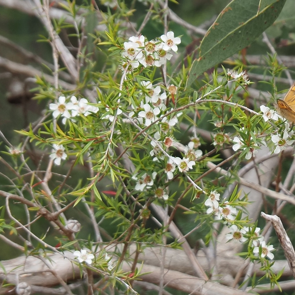 prickly tea-tree from Ashbourne SA 5157, Australia on November 26, 2023 ...