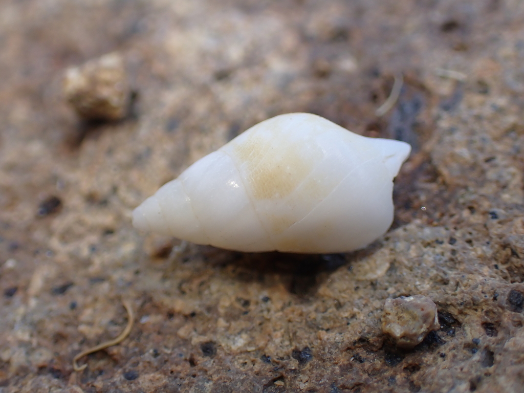 yellow-coated clusterwink from New South Wales, Australia on November ...
