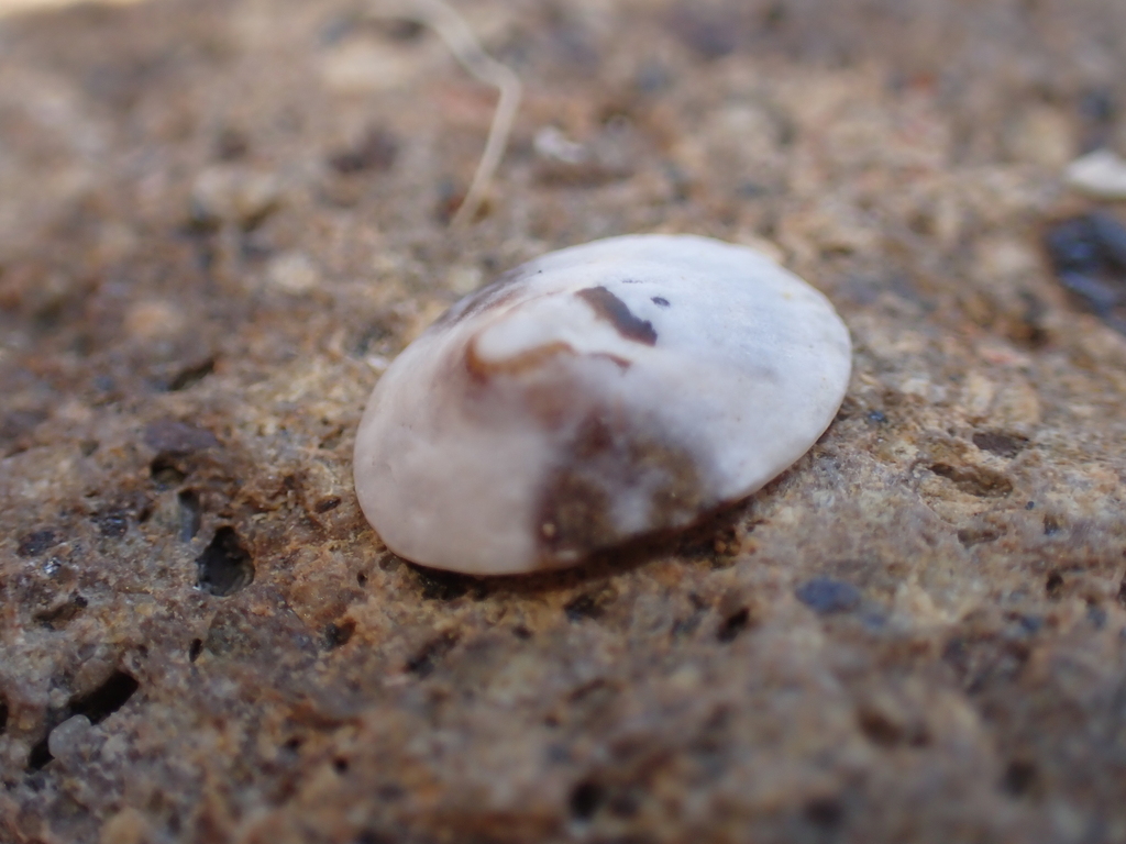 Patelloida mufria from New South Wales, Australia on November 26, 2023 at 11:26 AM by ...