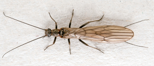Small Winter Stoneflies (Capniidae)