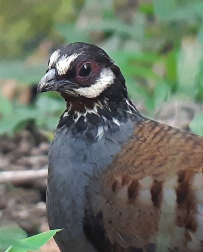 perdiz de Malasia (Arborophila campbelli) · iNaturalist Mexico