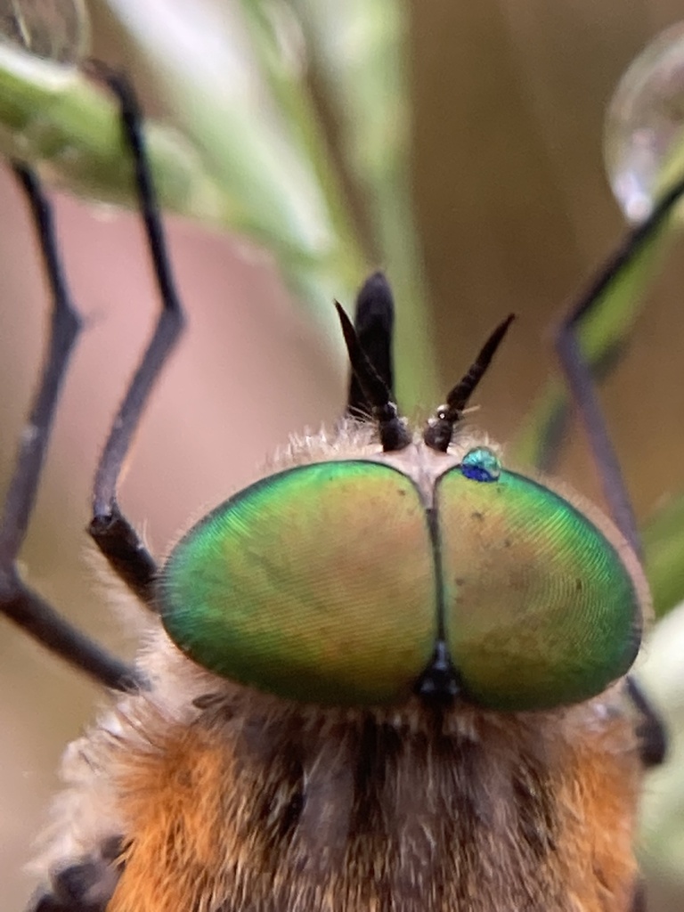 Bush Flies from Westering Rd, Christmas Hills, VIC, AU on November 26 ...