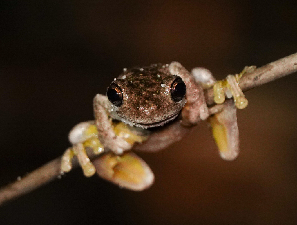 Tyler's Tree Frog from Central Coast NSW, Australia on November 25 ...