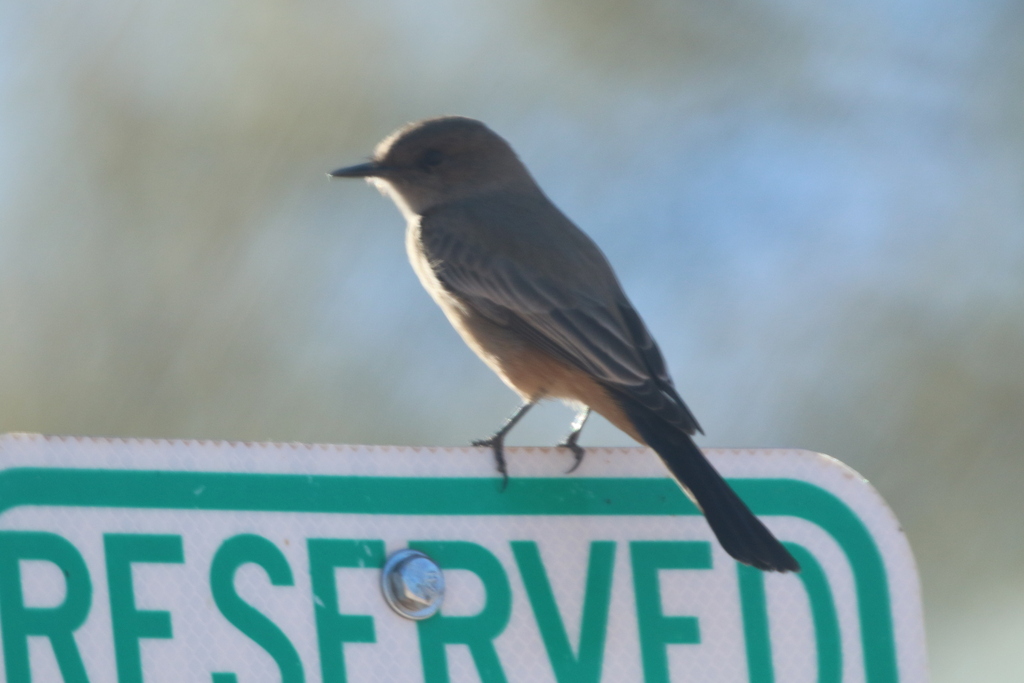 Northern Say's Phoebe from Yavapai County, AZ, USA on November 25, 2023 ...