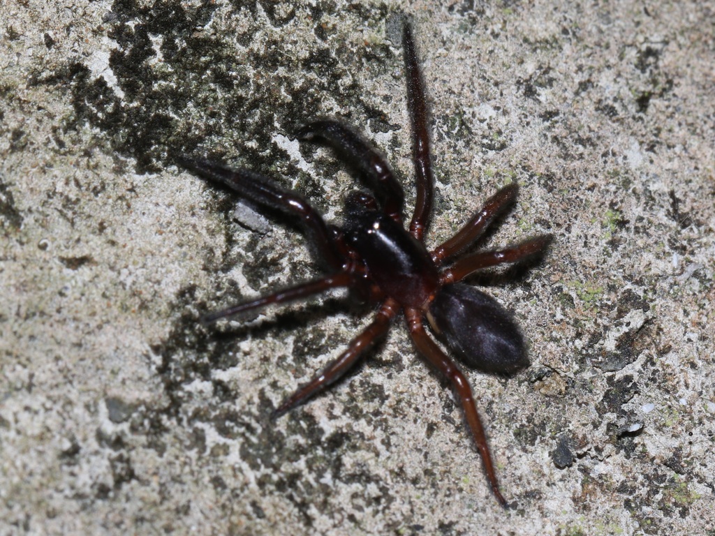 Tube-web Spiders from 313新竹縣尖石鄉秀巒道路 on November 26, 2023 at 12:27 AM by ...