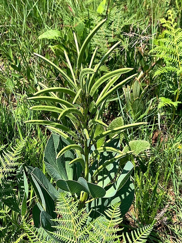 Liquorice Silverpod from Usuthu Forest, northern section on November 25 ...