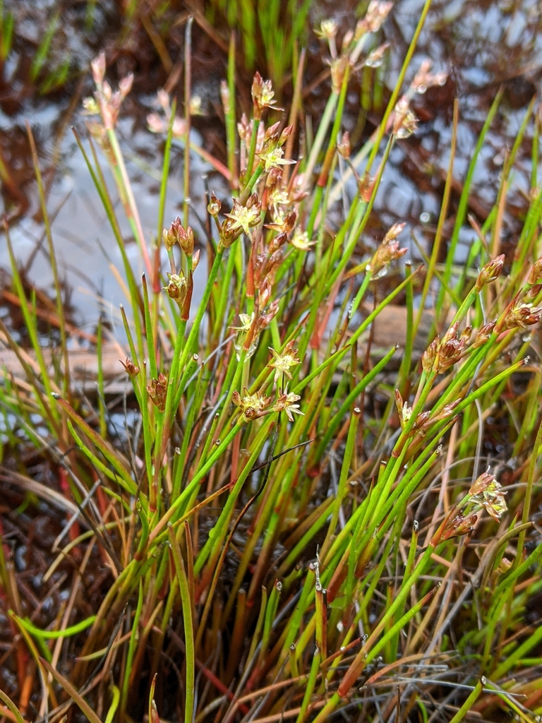 heath rush from Waratah-Wynyard, TAS, Australia on November 25, 2023 at ...