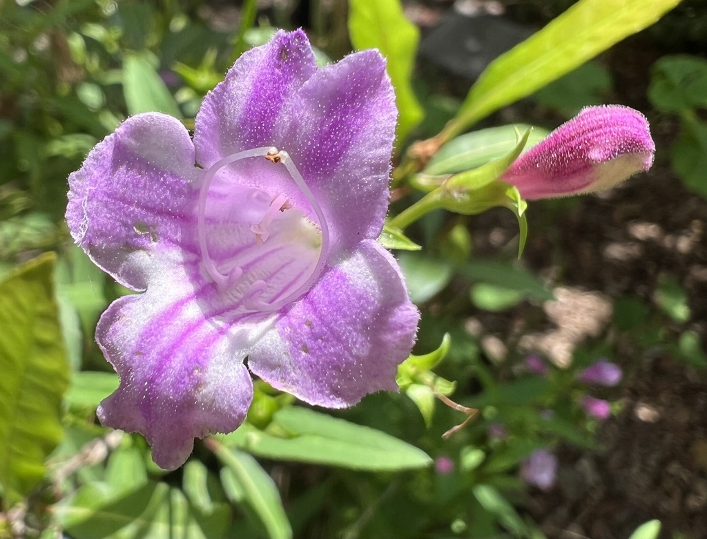 koala bells from Woodland Cr, Browns Plains, QLD, AU on November 26 ...