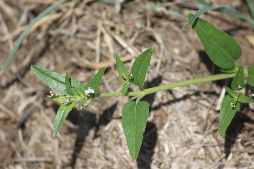 Spiderlings from Lee Point-Leanyer Swamp, Northern Territory, Australia ...
