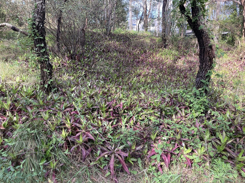 False Bromeliad Plant from Sydney NSW, Australia on November 26, 2023 ...