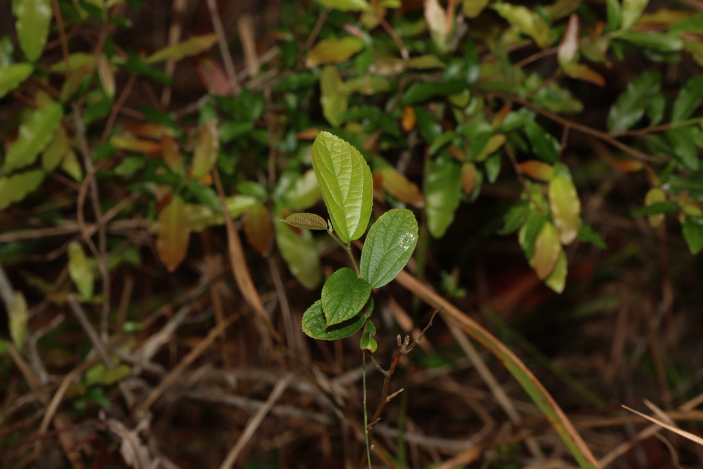 Chinese Hackberry from Burbank QLD 4156, Australia on November 26, 2023 ...