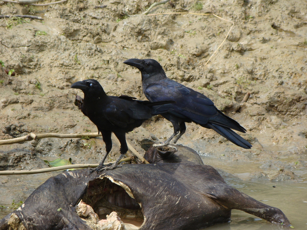 Phillipines large billed crow (Corvus macrorhynchos philippinus ...