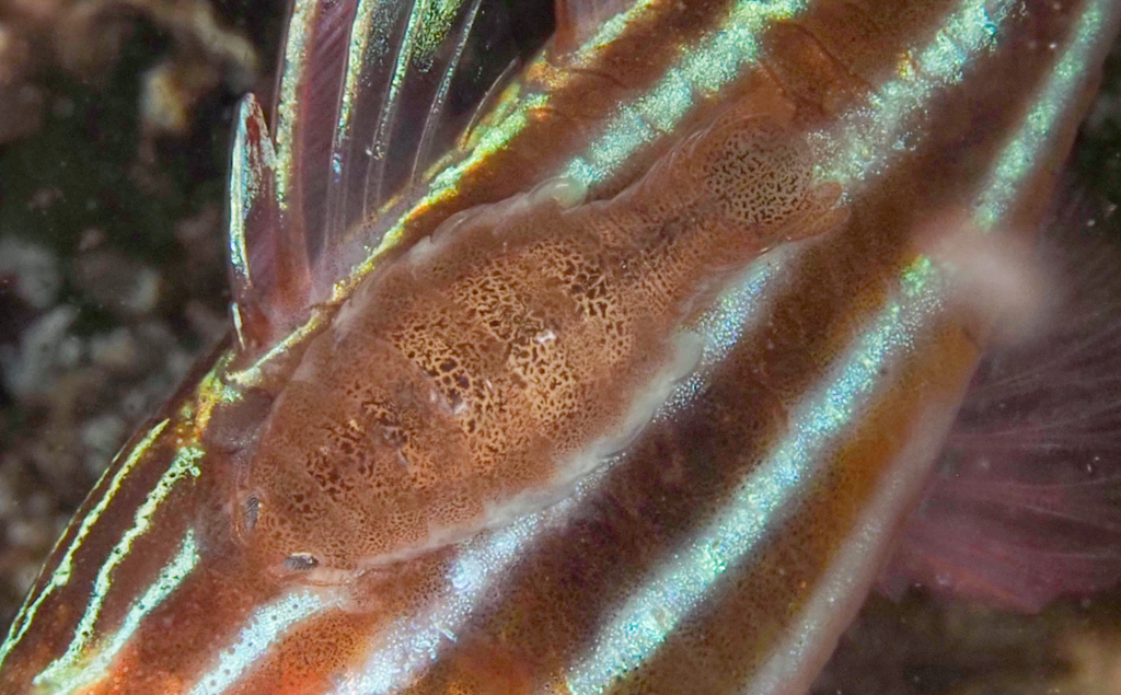 Fish Lice from Perth WA, Australia on November 24, 2023 at 09:08 PM by ...