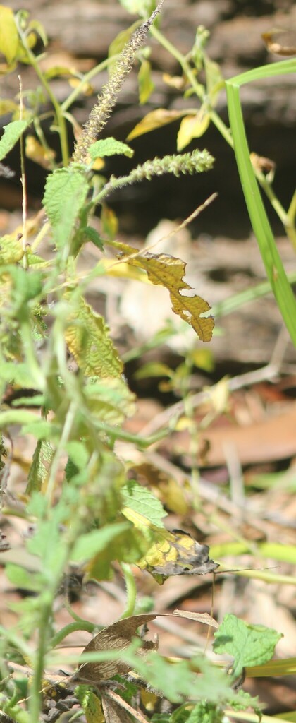 flowering plants from Middle Point NT 0822, Australia on November 25 ...