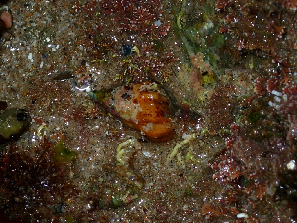 Nodopelagia brazieri from Arrawarra Headland, NSW, Australia on November 26, 2023 at 03:47 PM by ...