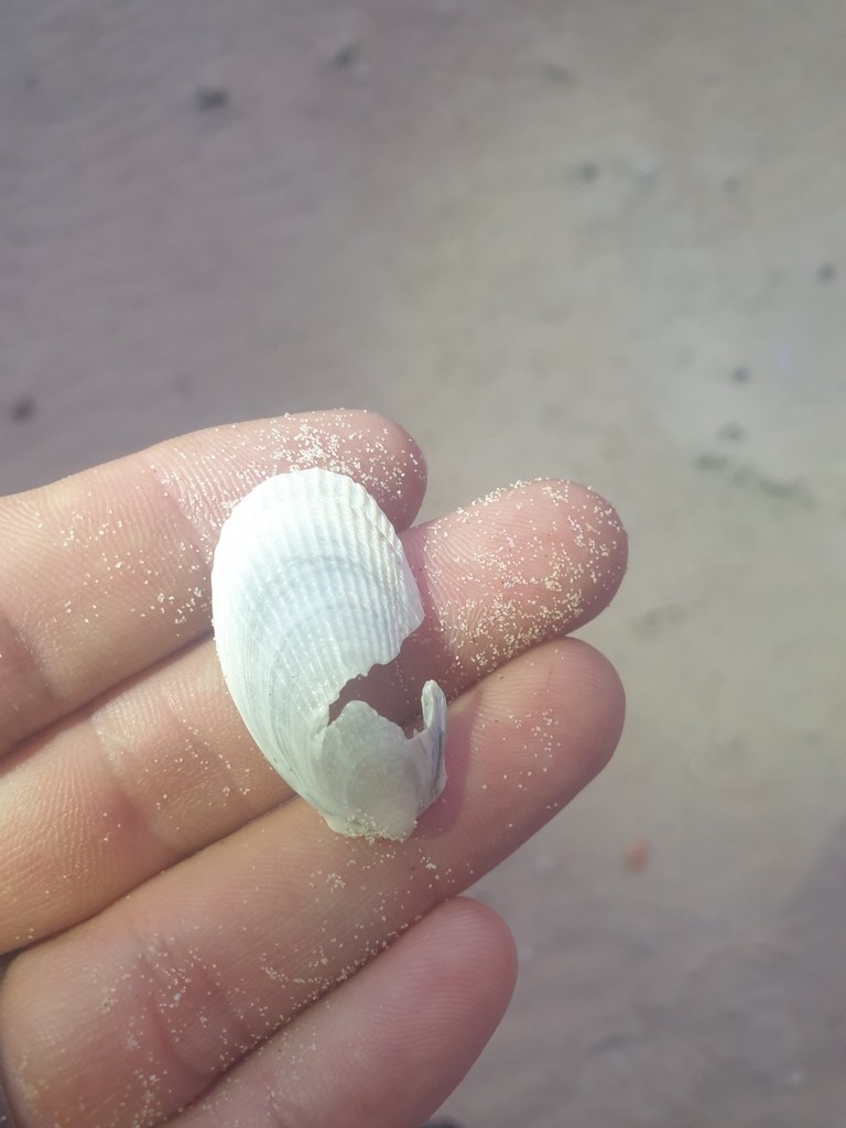 Limatula strangei from Bundagen NSW 2454, Australia on November 26, 2023 at 07:40 PM by Nick ...