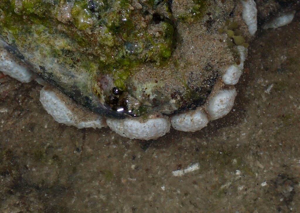 Australian Droplet Tunicate from Coffs Harbour, NSW, Australia on ...