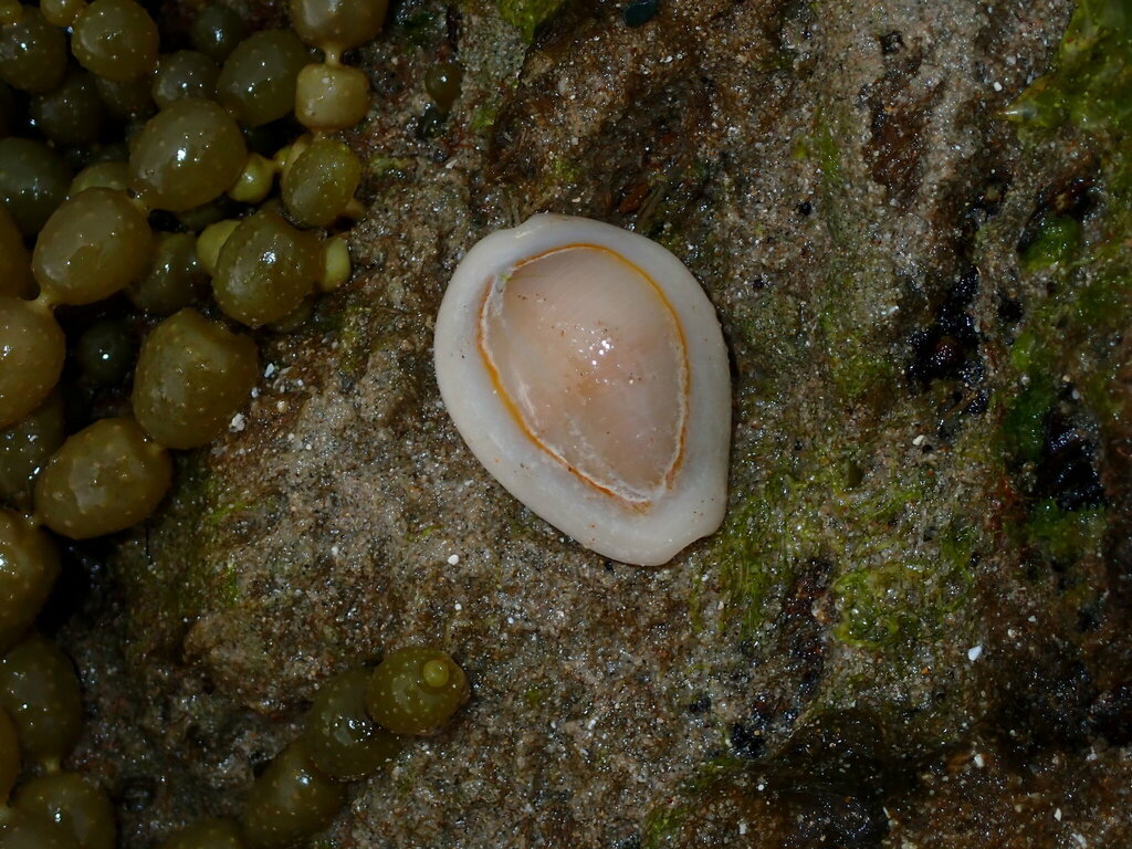 Gold Ring Cowry from Coffs Harbour, NSW, Australia on November 26, 2023 ...