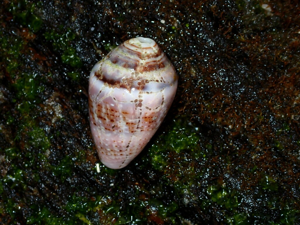 Coronated Cone from Coffs Harbour, NSW, Australia on November 26, 2023 ...