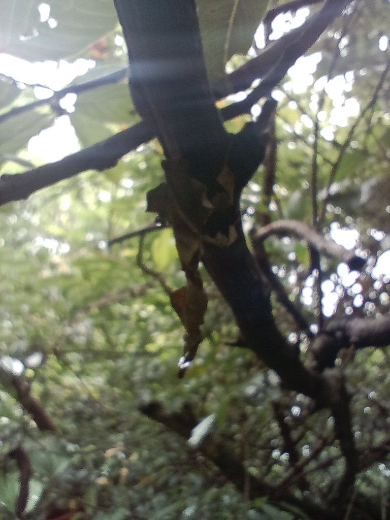 Common Ghost Mantis from Dawncliffe, Westville, 3629, South Africa on ...