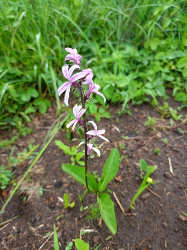 Cyphia glandulifera · iNaturalist United Kingdom