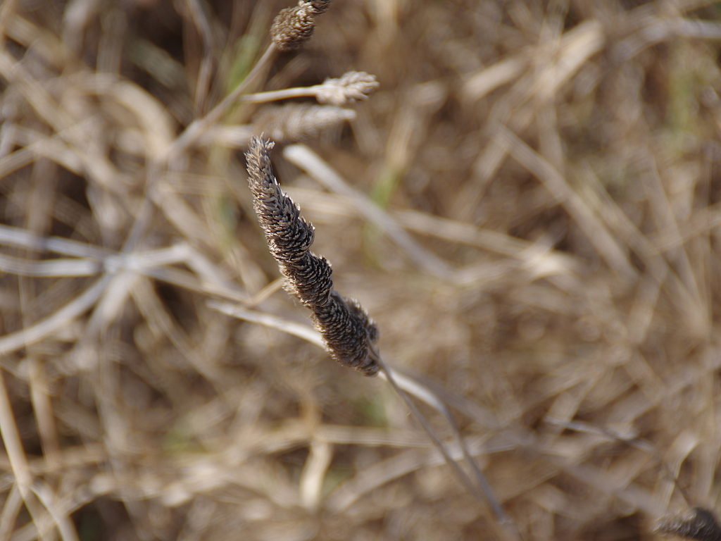 harding grass from Cabras, Oristano, Italia on September 21, 2023 at 12 ...