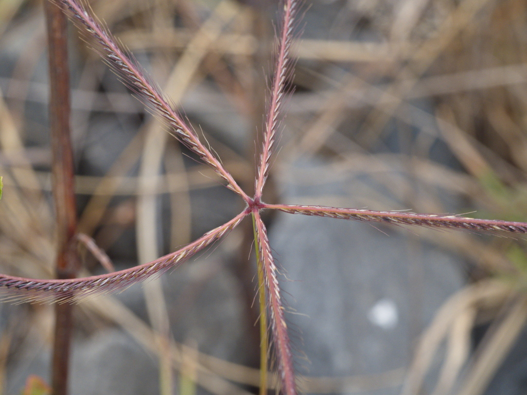 black windmill grass from Wingeel VIC 3321, Australia on November 26 ...