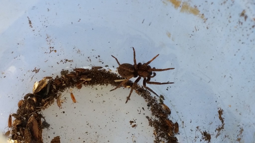 Large Brown Vagrant Spider from South New Brighton, Christchurch 8062 ...