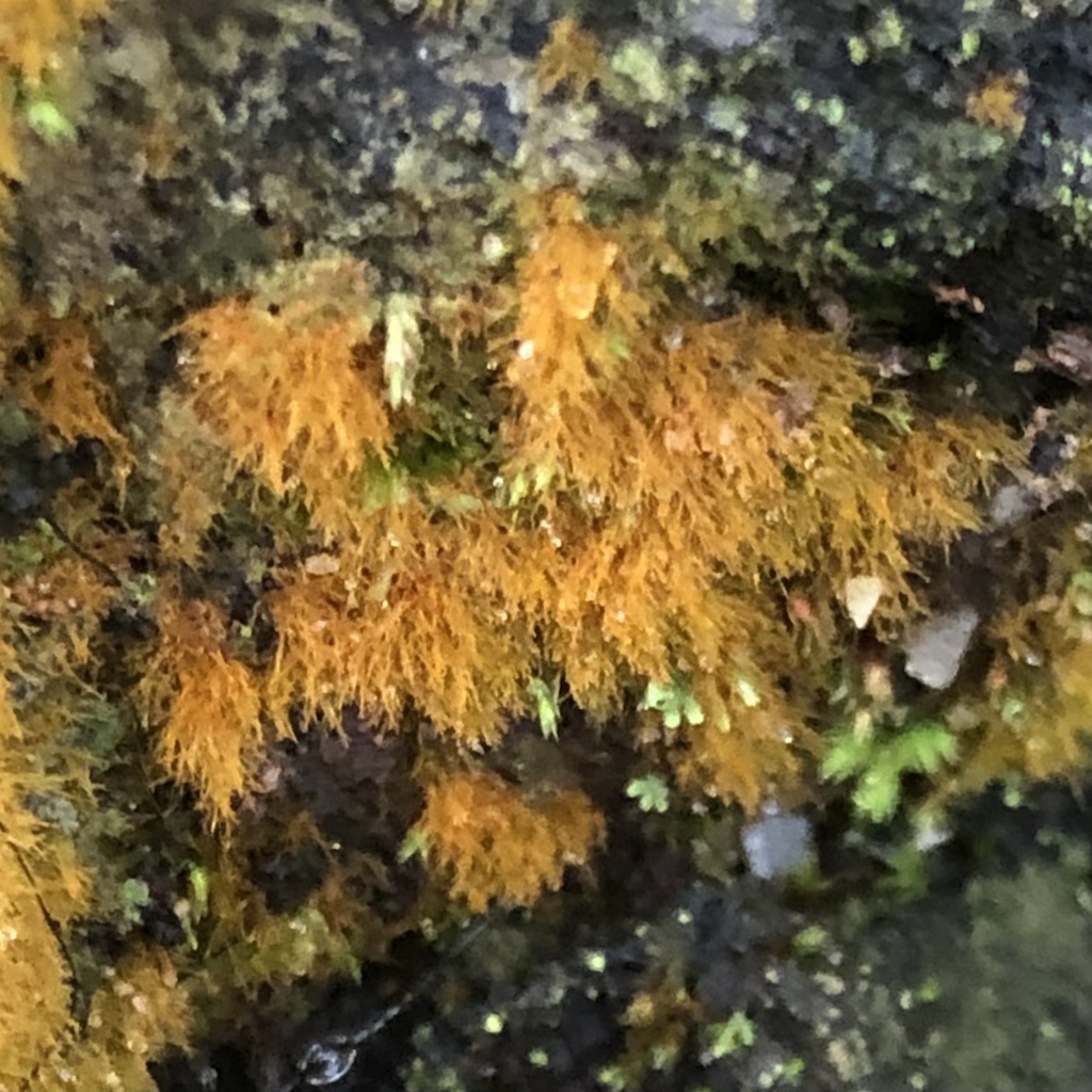 orange terrestrial algae from Central, SG on November 25, 2023 at 05:19 PM by James K. Douch ...