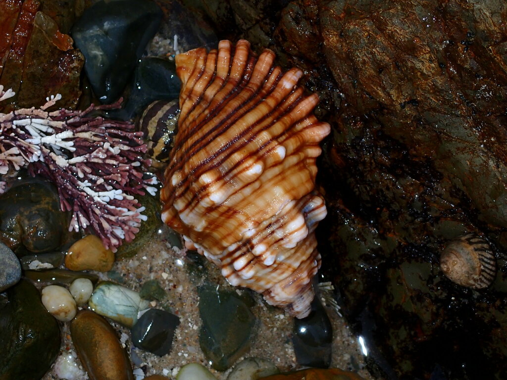 Spengler's Trumpet Snail from Arrawarra NSW 2456, Australia on November ...