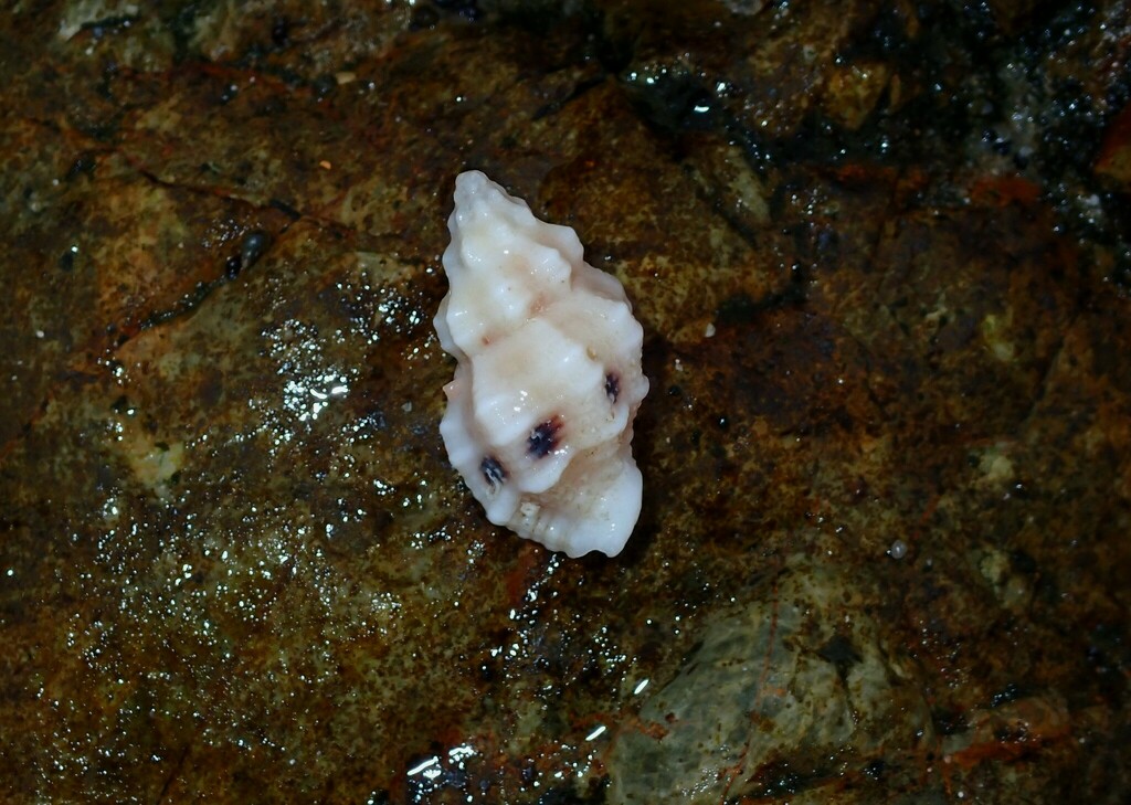 Pascula ochrostoma from Arrawarra NSW 2456, Australia on November 26, 2023 at 05:29 PM by Adrian ...