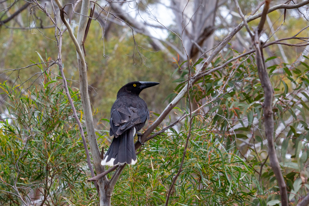 Clinking Currawong from Knocklofty Reserve, Hobart, Tasmania on ...
