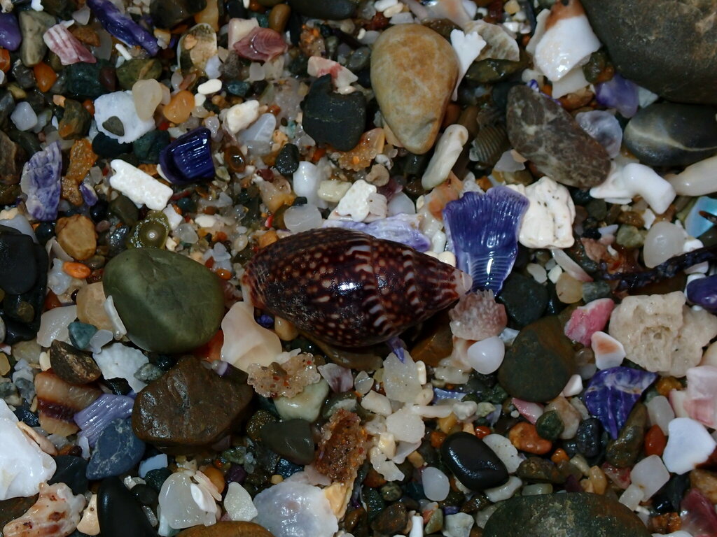 Tortoise Dove Shell from Arrawarra NSW 2456, Australia on November 26 ...