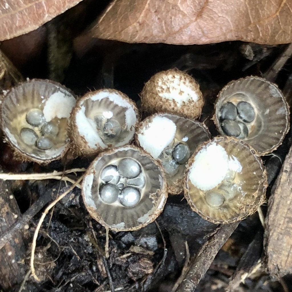Cyathus in November 2023 by James K. Douch · iNaturalist