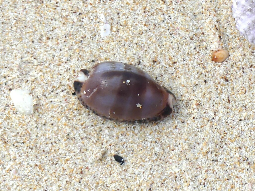 black-spotted cowrie from Santa Cruz, Ecuador on July 24, 2023 at 02:35 ...