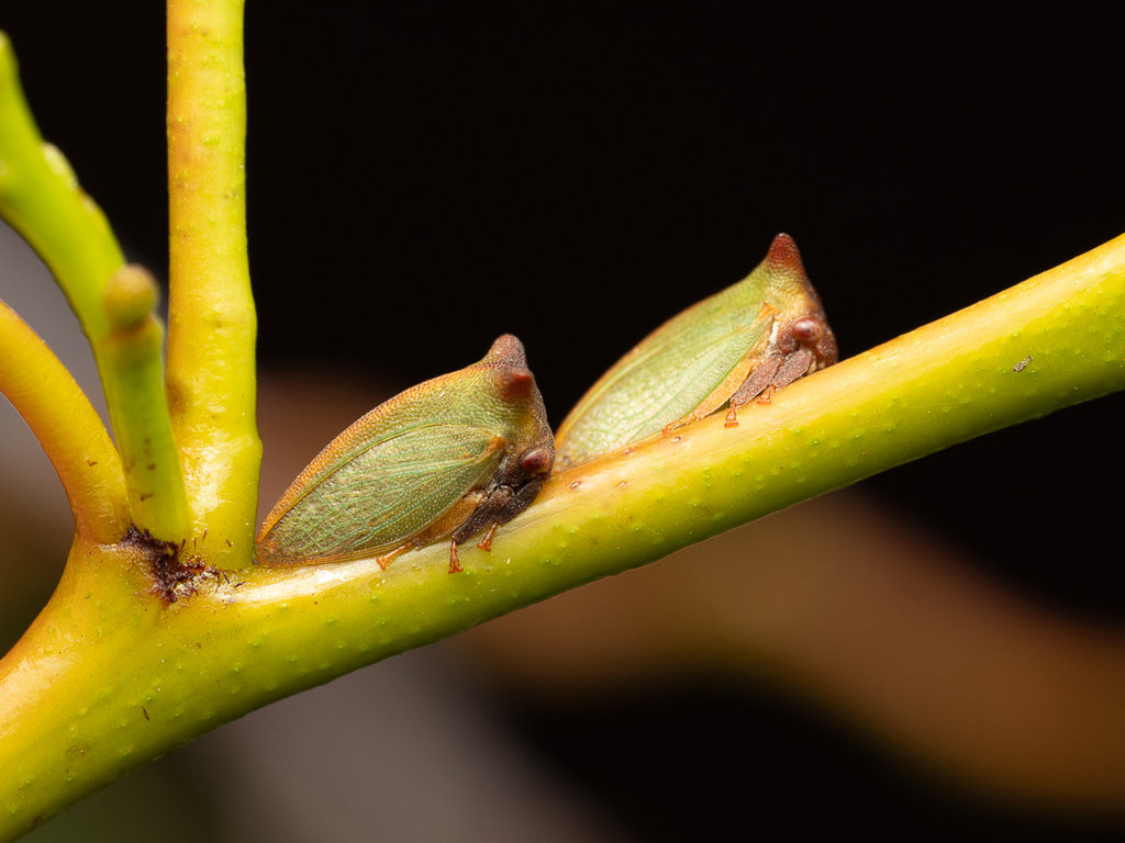 Green Treehopper in November 2023 by b_sydes · iNaturalist