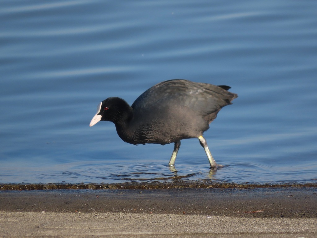 Eurasian coot from Omuro, Ami, Inashiki District, Ibaraki 300-0303 ...