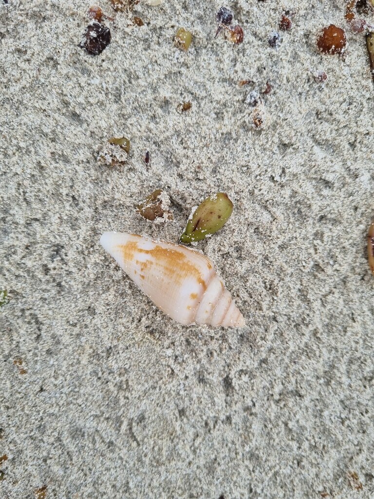 Conus compressus in November 2023 by Louise Merigot · iNaturalist