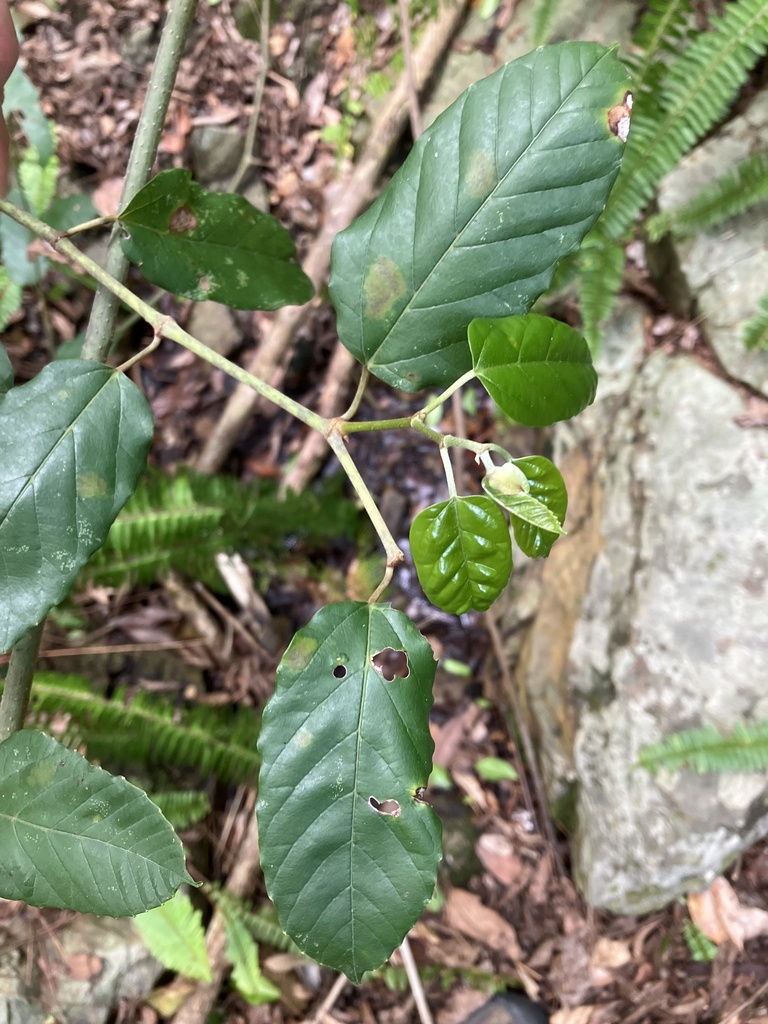 Kangaroo Vine from Mt Coot-tha Forest, Mount Coot-Tha, QLD, AU on ...