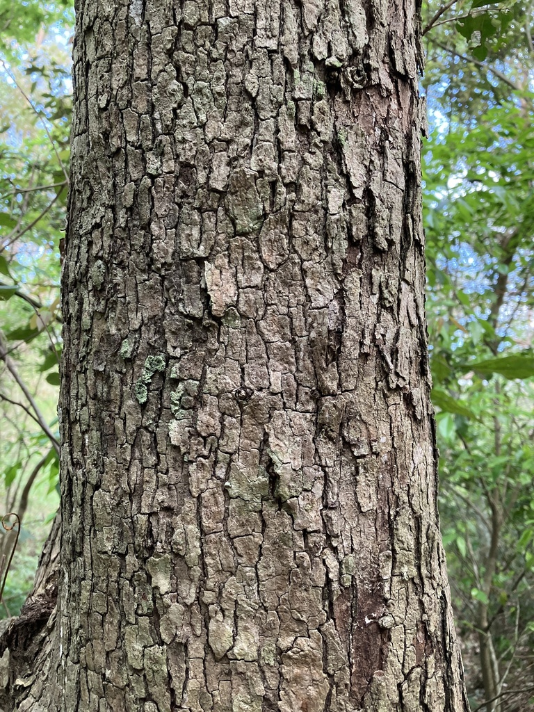 scrub cherry (Syzygium australe) - Botanical Realm