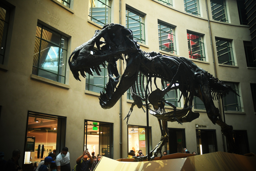 Tyrannosaurus rex in April 2022 by Jean Roger · iNaturalist