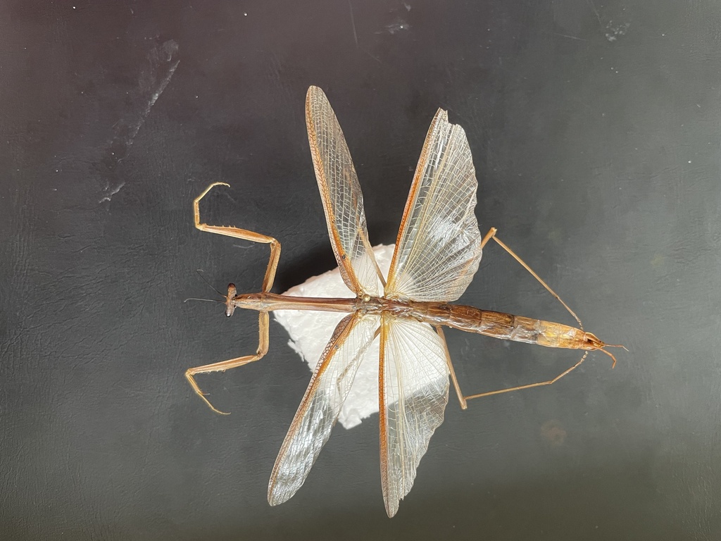 Australian Stick Mantis from Glenara La, Goonumbla, NSW, AU on November ...
