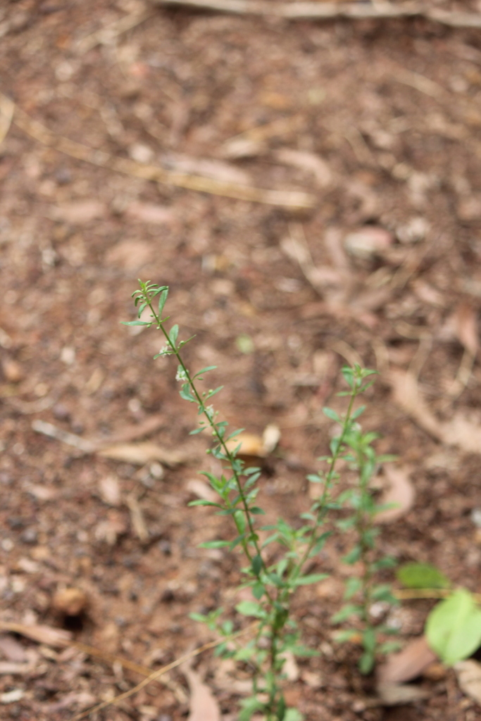 licorice weed from Litchfield - Pt B, Northern Territory, Australia on ...