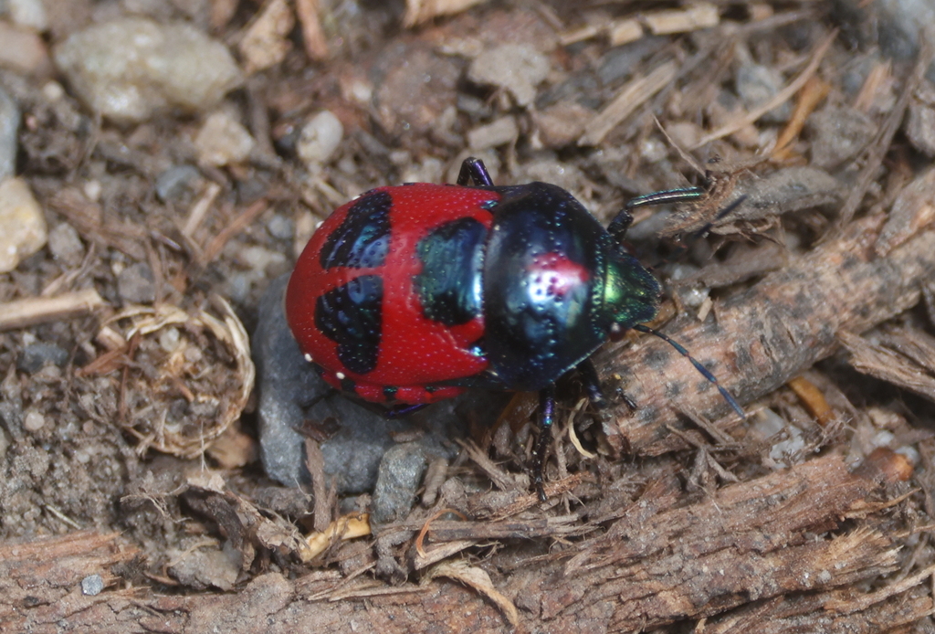 Red Jewel Bug from Woodforde SA 5072, Australia on November 26, 2023 at ...